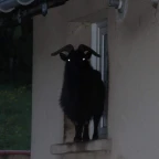 demino aurora Voice Changer